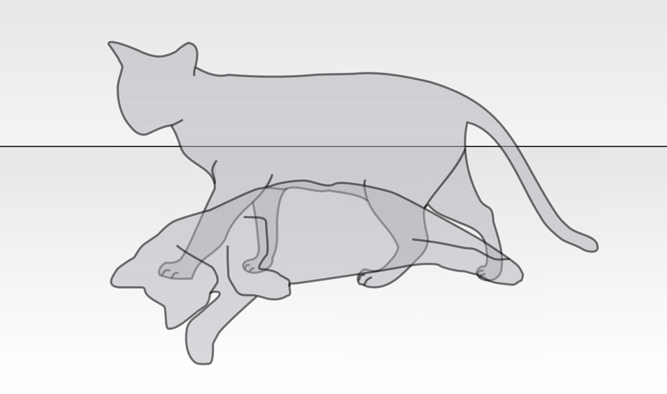Solution to the Schrödinger's cat paradox | Instytut Fotonowy